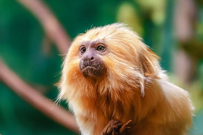 Rosamond Gifford Zoo