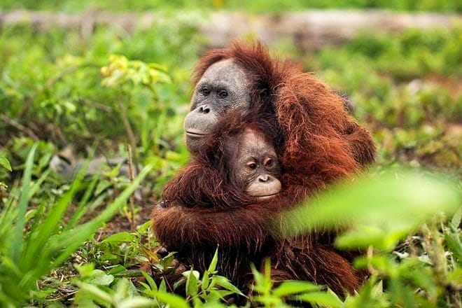 rosamond gifford zoo