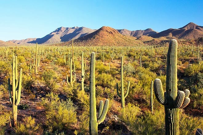 saguaro national park &mdash; tucson