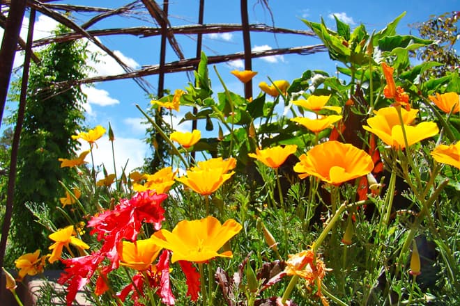 santa fe botanical garden