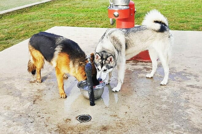 tails 'n trails dog park