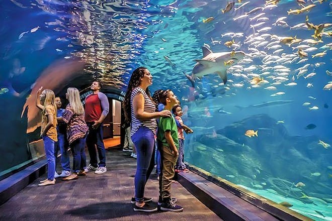 the adventure aquarium