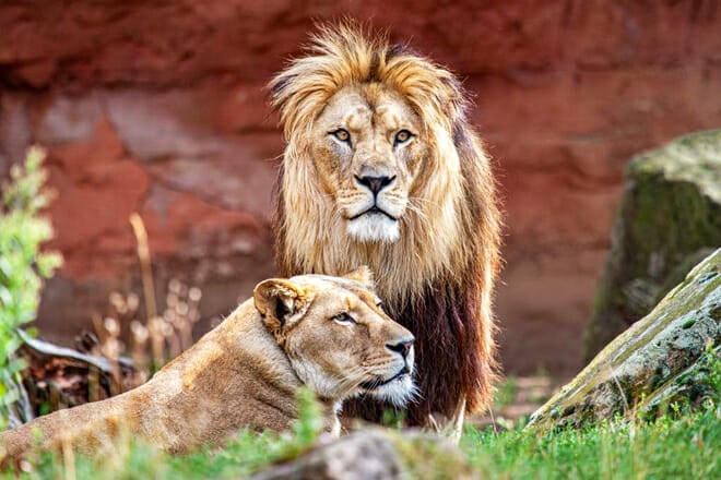 Turpentine Creek Wildlife Refuge