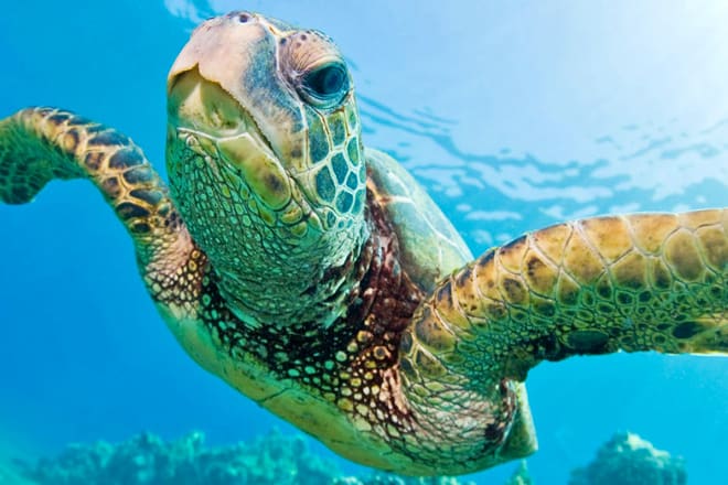 Tybee Island Marine Science Center