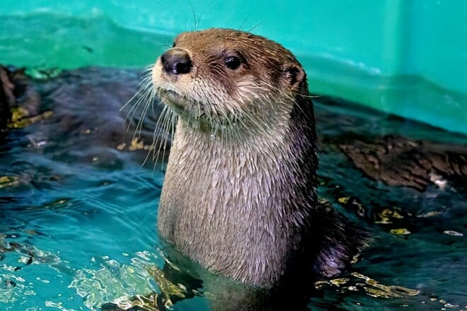 virginia aquarium and marine science center &mdash; virginia beach