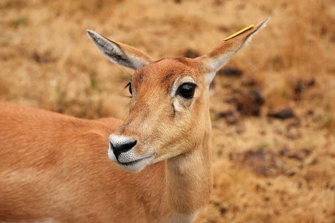 wildlife safari &mdash; winston