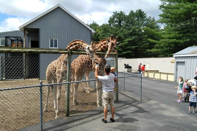adirondack animal land &mdash; gloversville