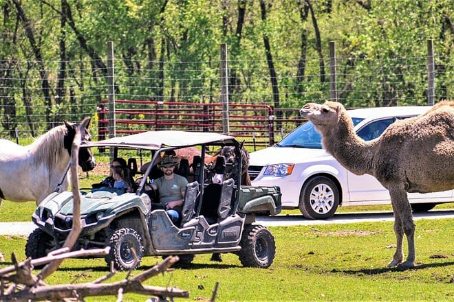 aikman wildlife adventure