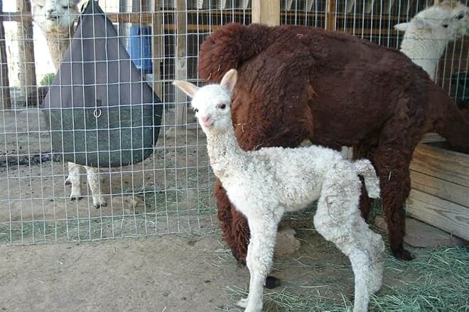 alpacas of the southwest