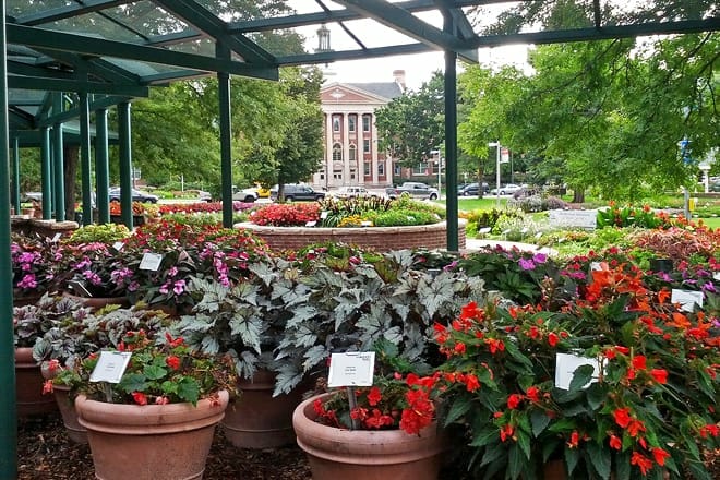 annual flower trial garden