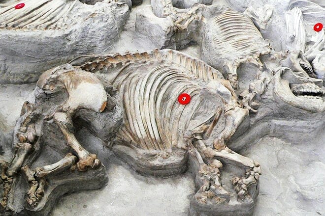 ashfall fossil beds state historical park &mdash; royal