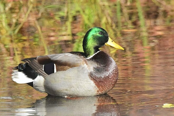 beaver creek nature area
