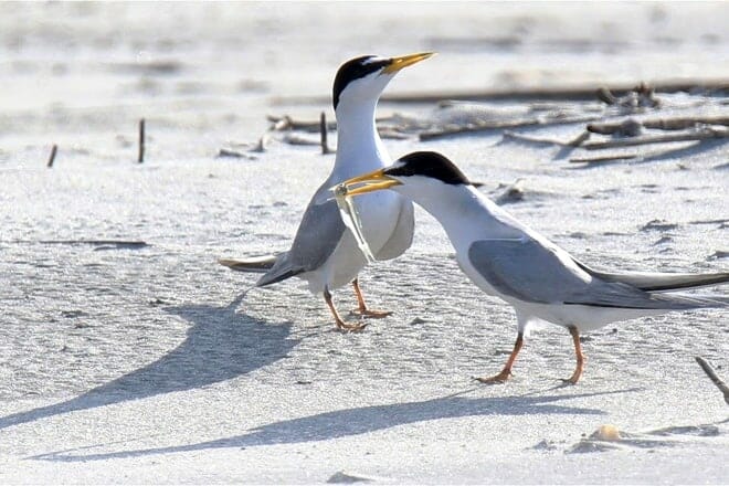 bird rambles nature tours