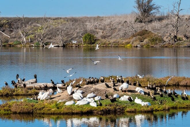 bolsa chica ecological reserve