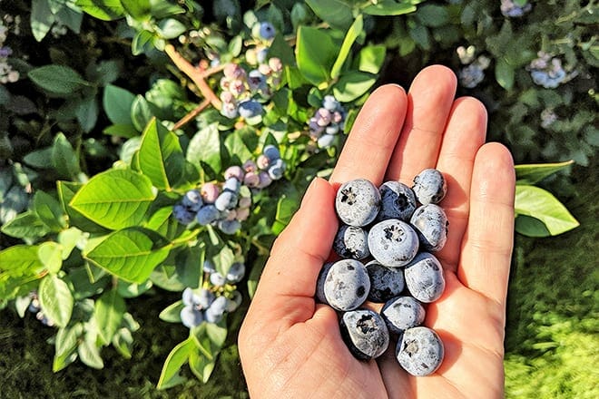 bowerman blueberries farm market