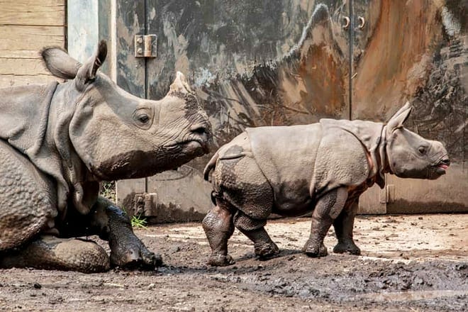 buffalo zoo &mdash; buffalo