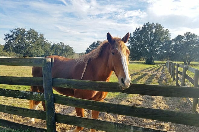 cactus jacks trail rides 1