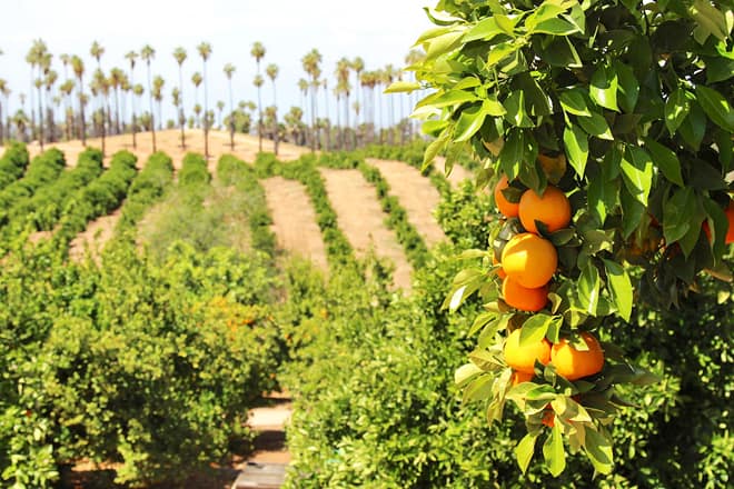california citrus state historic park