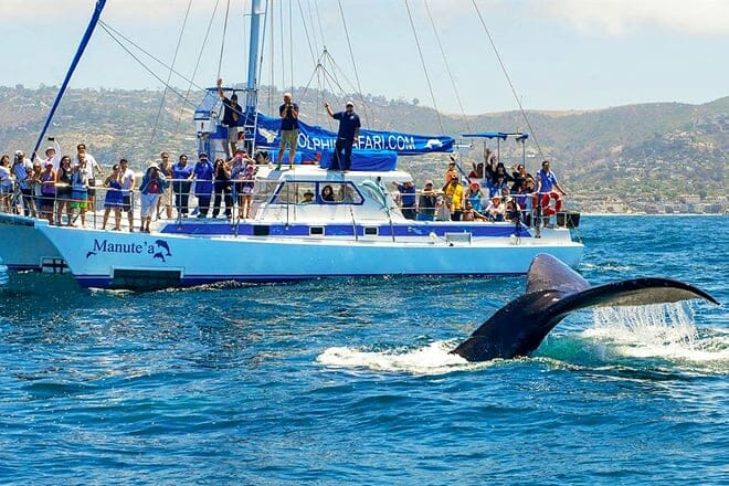 capt dave's dana point dolphin & whale watching safari