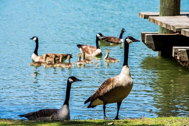 carbon canyon regional park