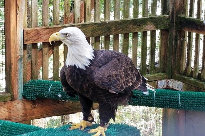 cascades raptor center