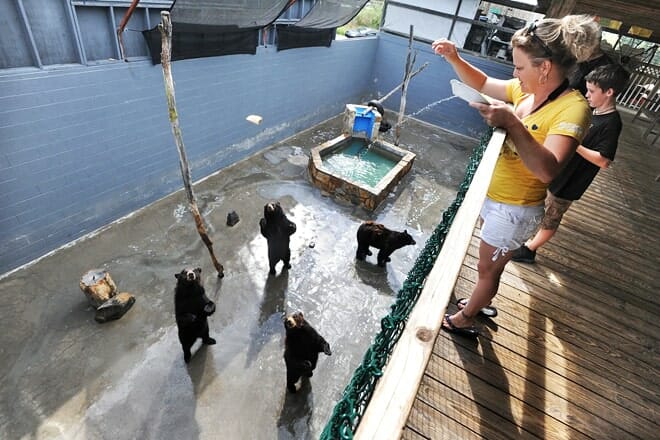 cherokee bear zoo and exotic animals