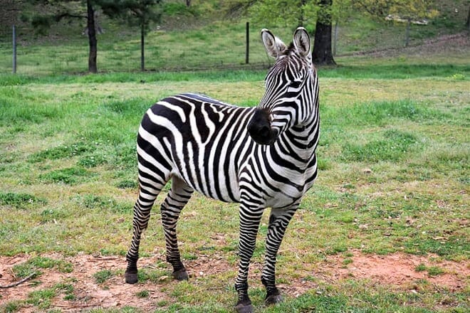 chestatee wildlife preserve & zoo