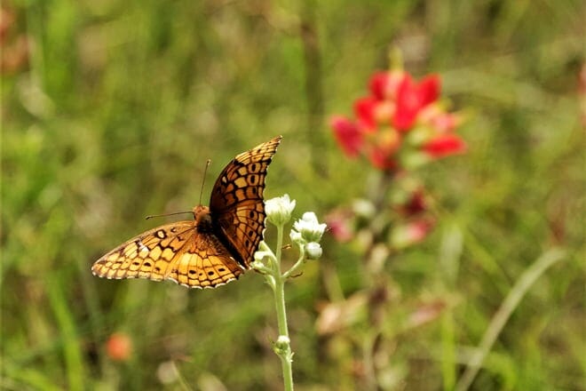 clear creek natural heritage center