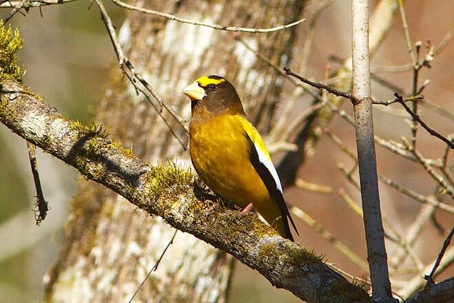 cohutta wildlife management area