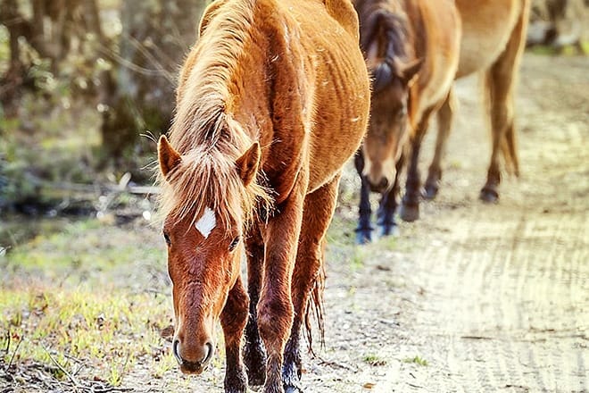 corolla wild horse tours