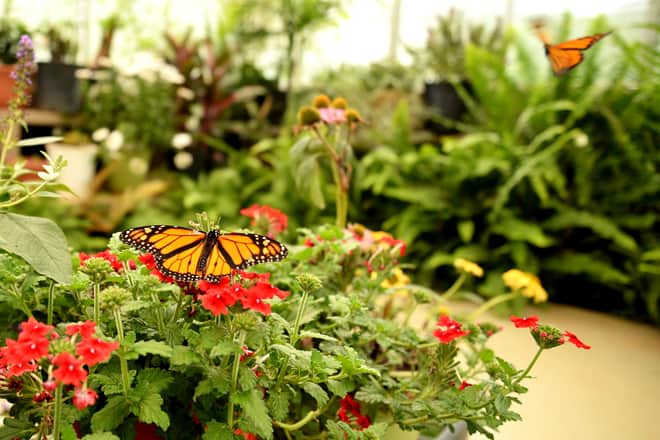 dahlonega butterfly farm