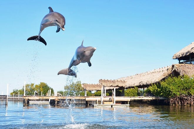 Dolphin Research Center &mdash; Grassy Key