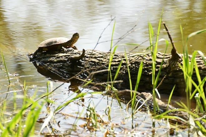 goose island county park