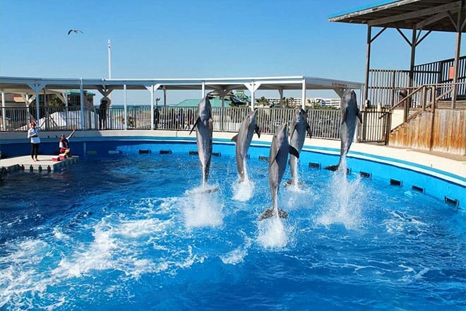 gulfarium marine adventure park