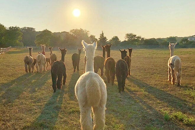 Island Alpaca Company of Martha's Vineyard