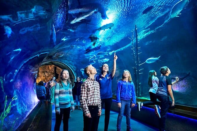 Johnny Morris' Wonders of Wildlife National Museum and Aquarium