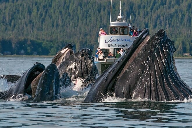 juneau whale watch