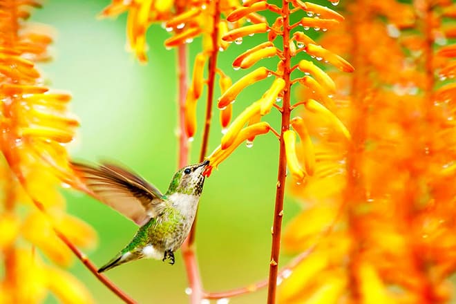 los angeles county arboretum and botanical garden