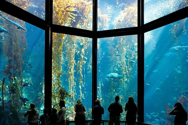 monterey bay aquarium