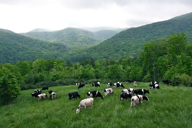mountain valley farm and store