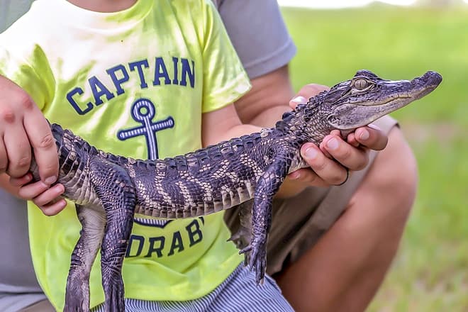 orange hill gator farm