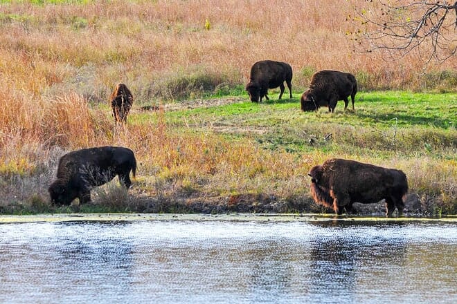 pioneers park nature center &mdash; lincoln