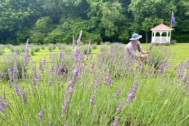 red oak lavender farm