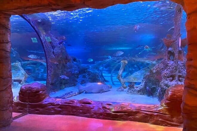 sea life grapevine