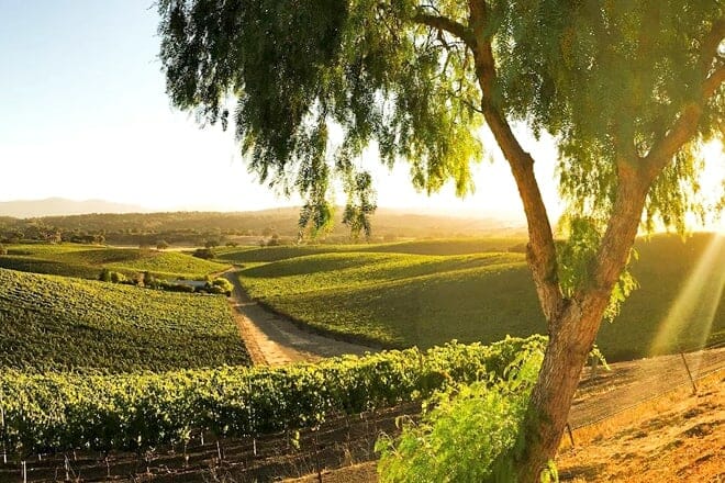 savoir faire wine tours