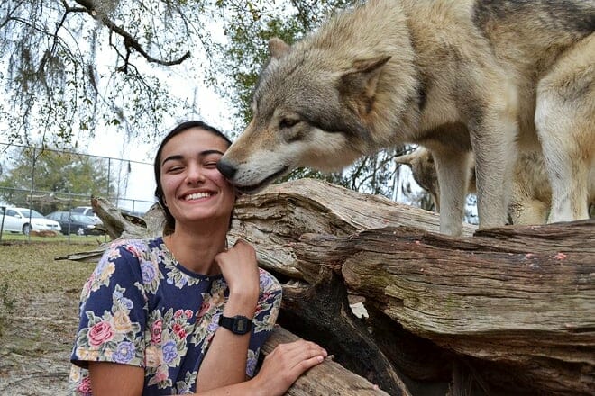 seacrest wolf preserve