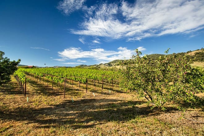 volcan mountain winery