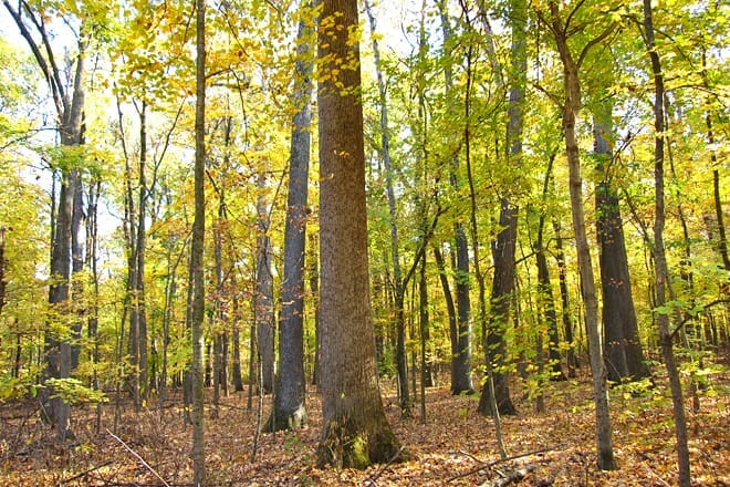 wesselman woods nature center