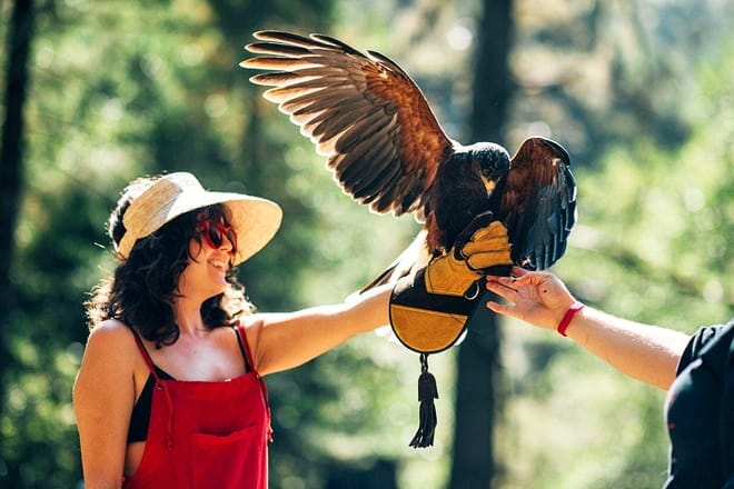 west coast falconry