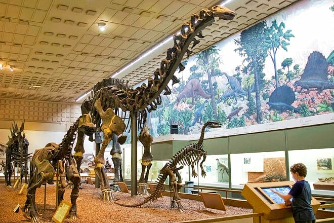 yale peabody museum of natural history